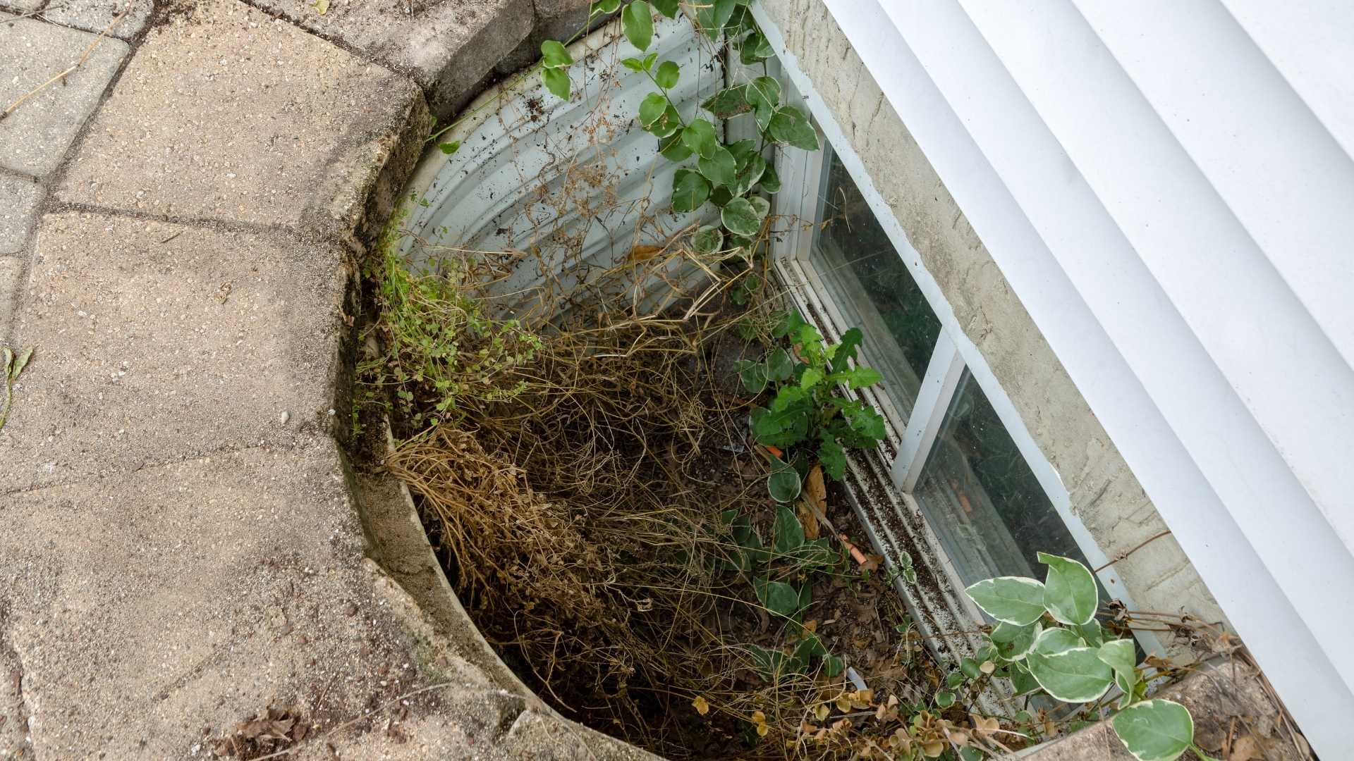 Egress Windows | Share Management